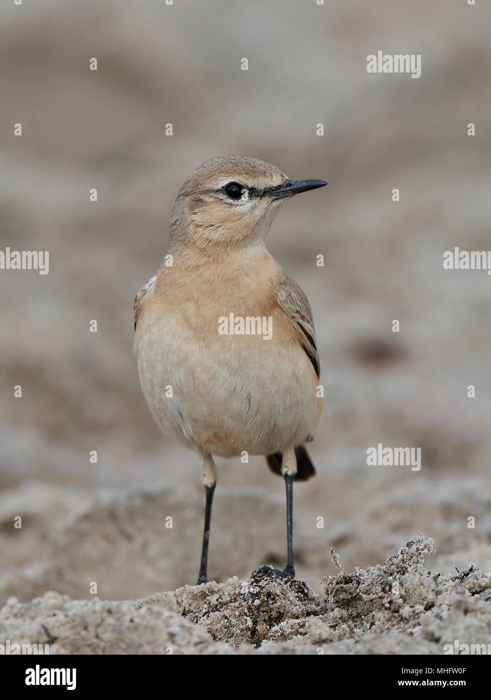Isabelline wheatear in its natural habitat at the beach Stock Photo - Alamy