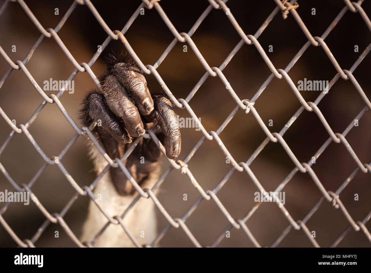Close up on monkey black hand which fingers hanging on rust iron cage ...