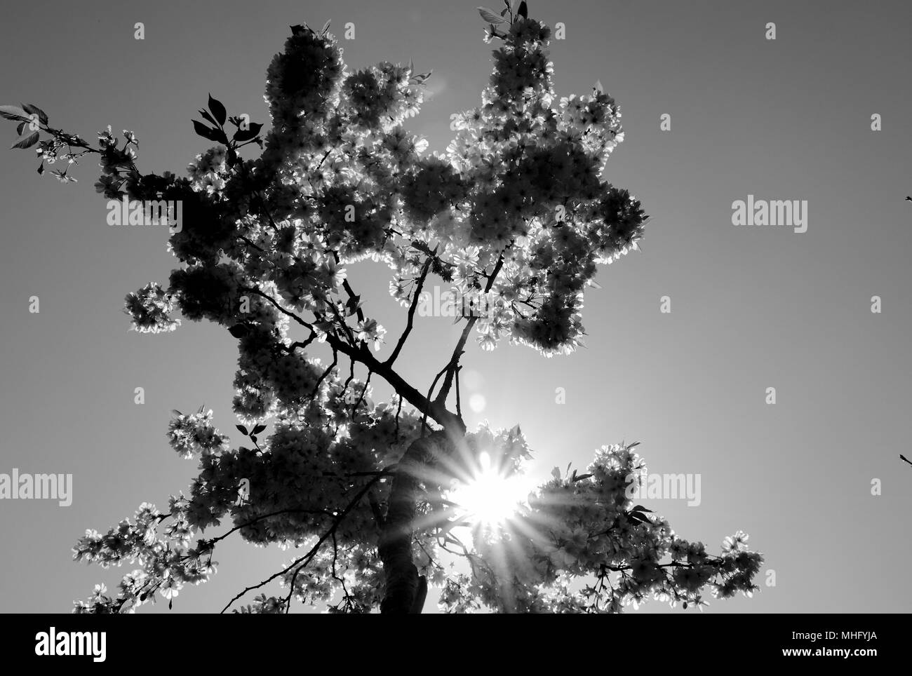 b&w flower tree Stock Photo - Alamy