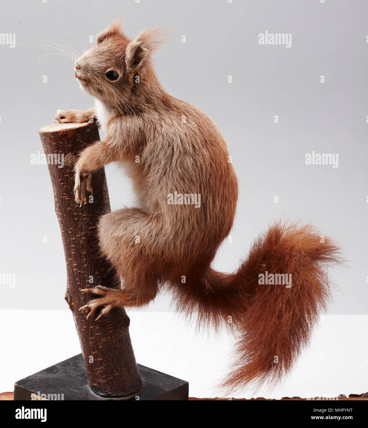 squirrel at a stick Stock Photo - Alamy