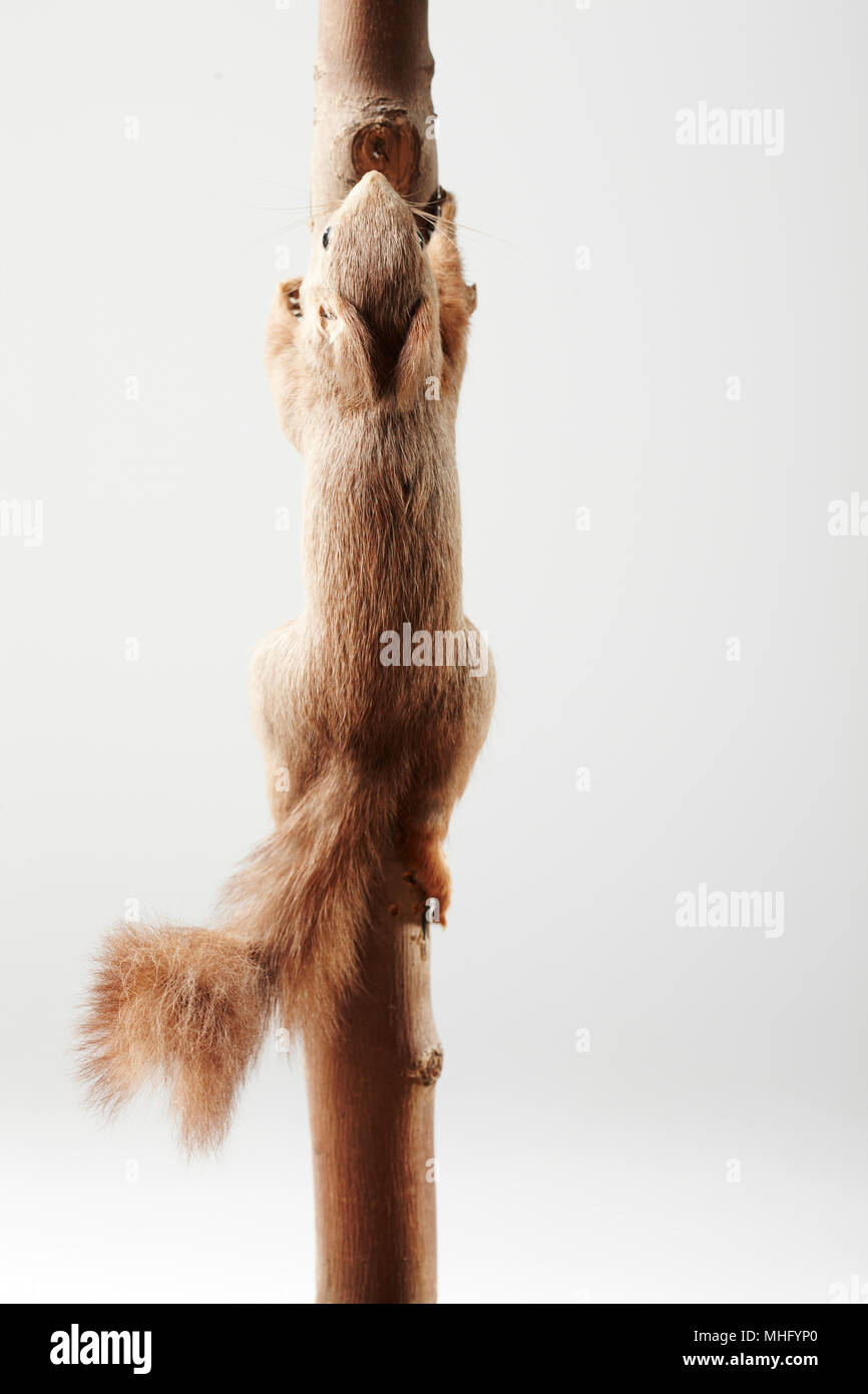 squirrel at a stick Stock Photo - Alamy