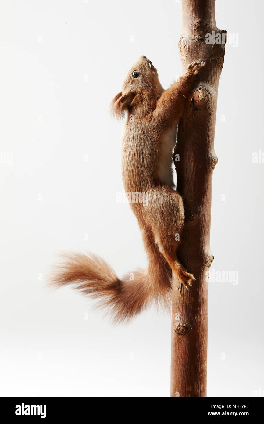 squirrel at a stick Stock Photo - Alamy