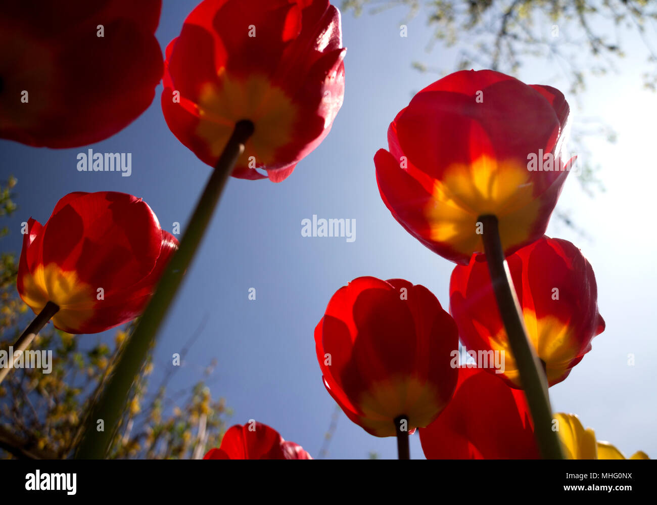 Red tulips, view up to the sky Stock Photo - Alamy