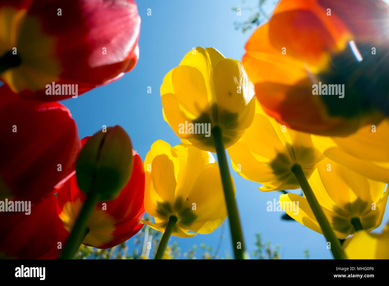 Spring weather tulips hi-res stock photography and images - Alamy