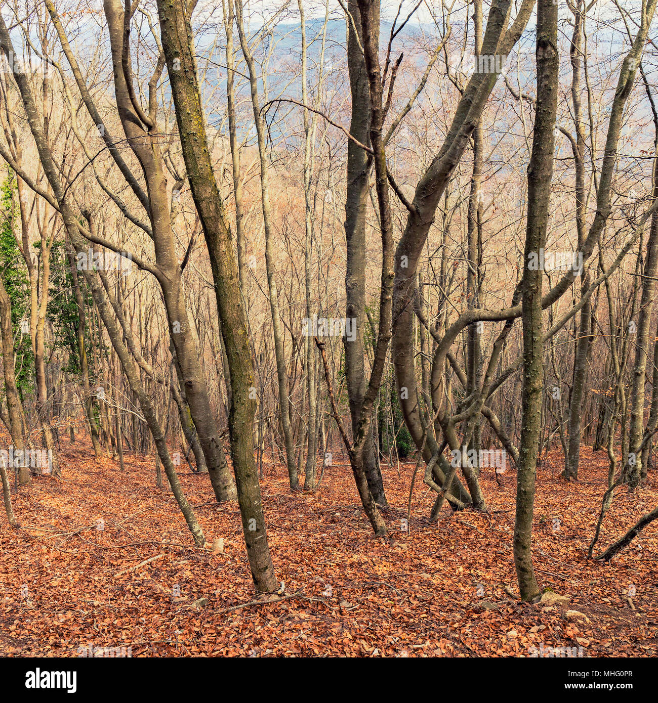 Forest red leaves hi-res stock photography and images - Alamy