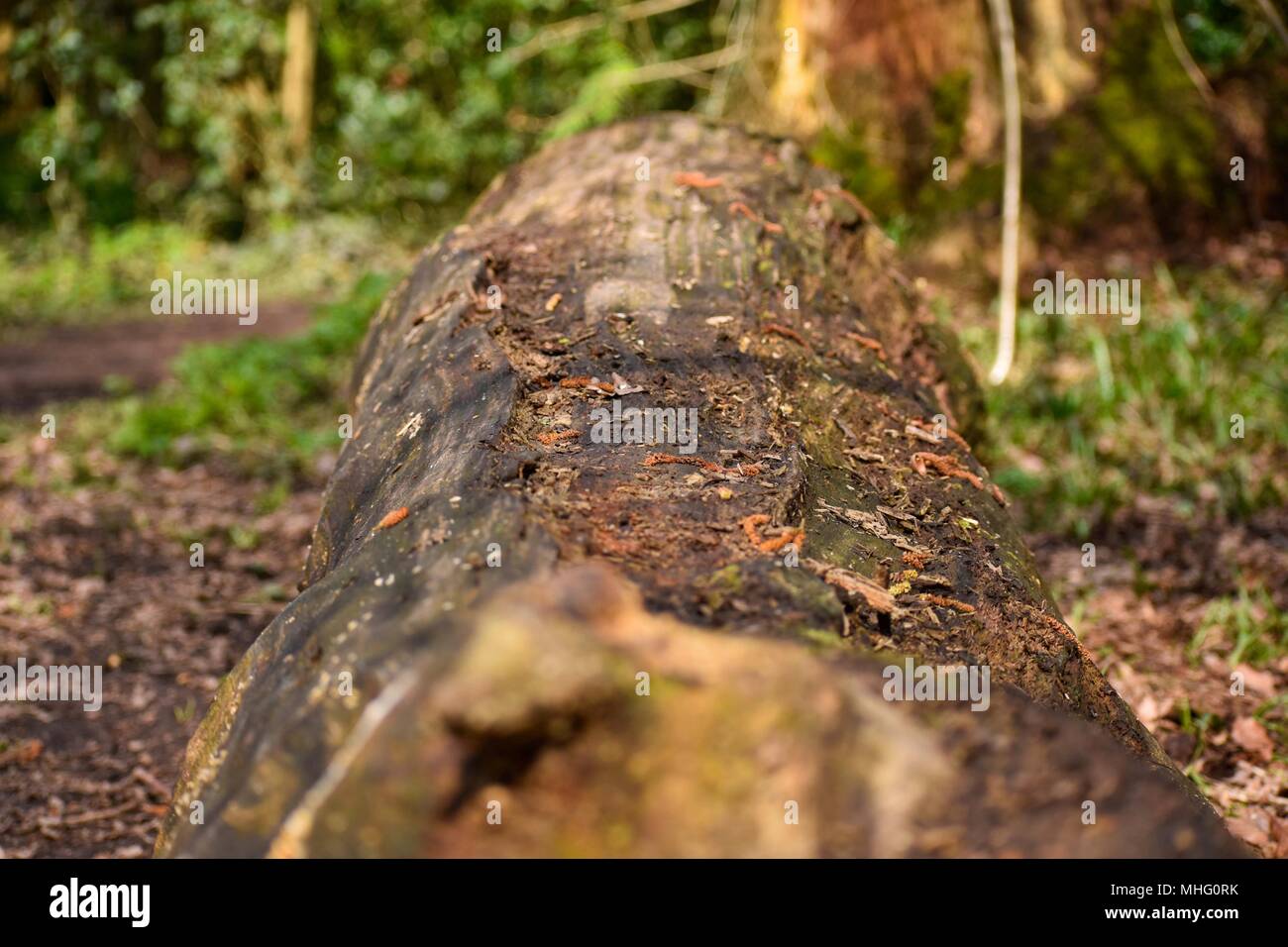 Fallen tree in the woods during spring Stock Photo - Alamy