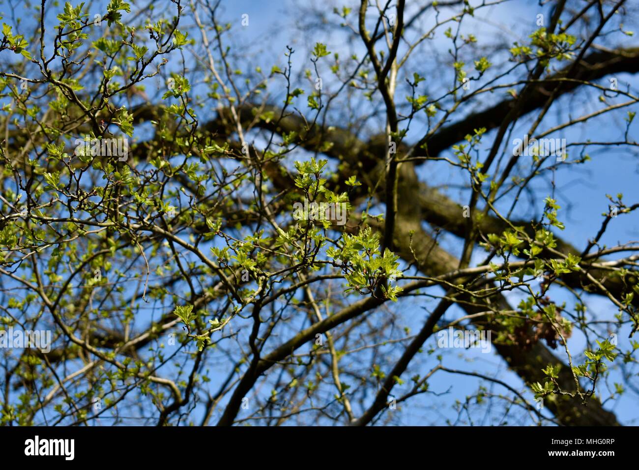 Spring tree at Worcester woods Stock Photo - Alamy