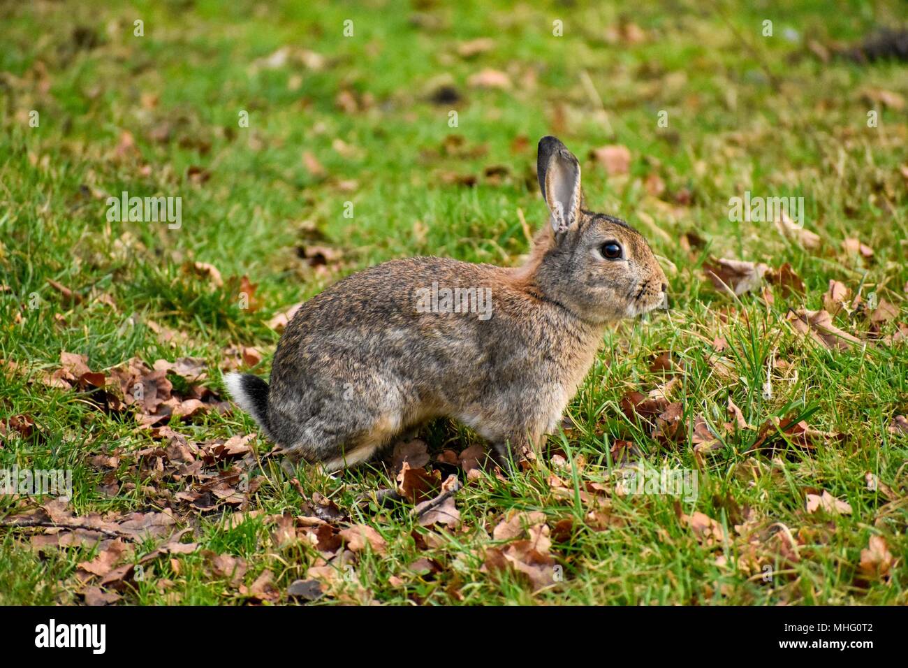 Wild rabbit during early spring. Taken in the cotswolds UK Stock Photo ...