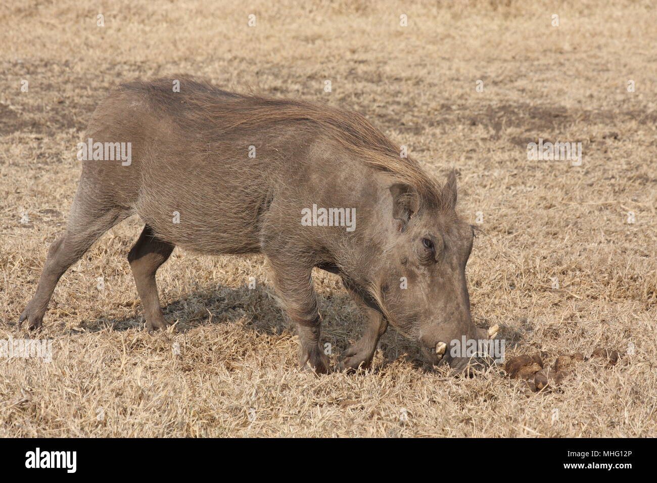 Grey hair grasses hi-res stock photography and images - Alamy