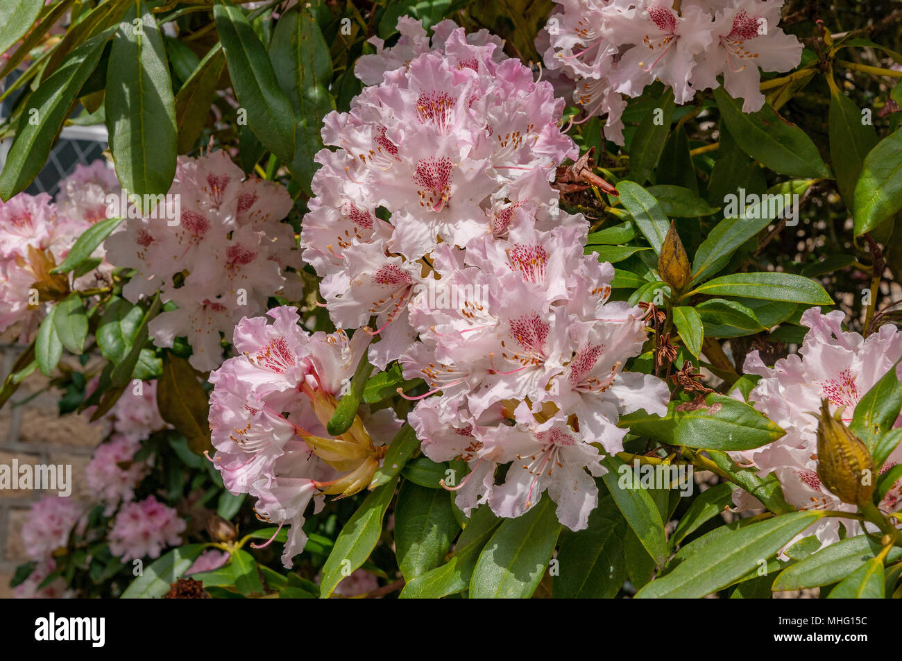 Azalea flowers. blossoms Stock Photo - Alamy