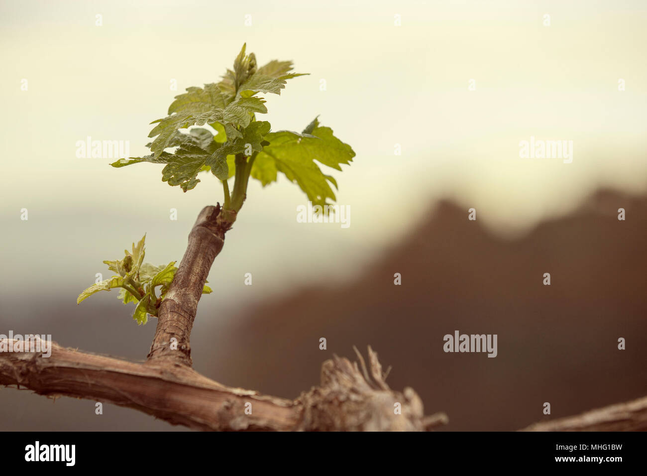Green vine with small bunches of grapes Stock Photo - Alamy