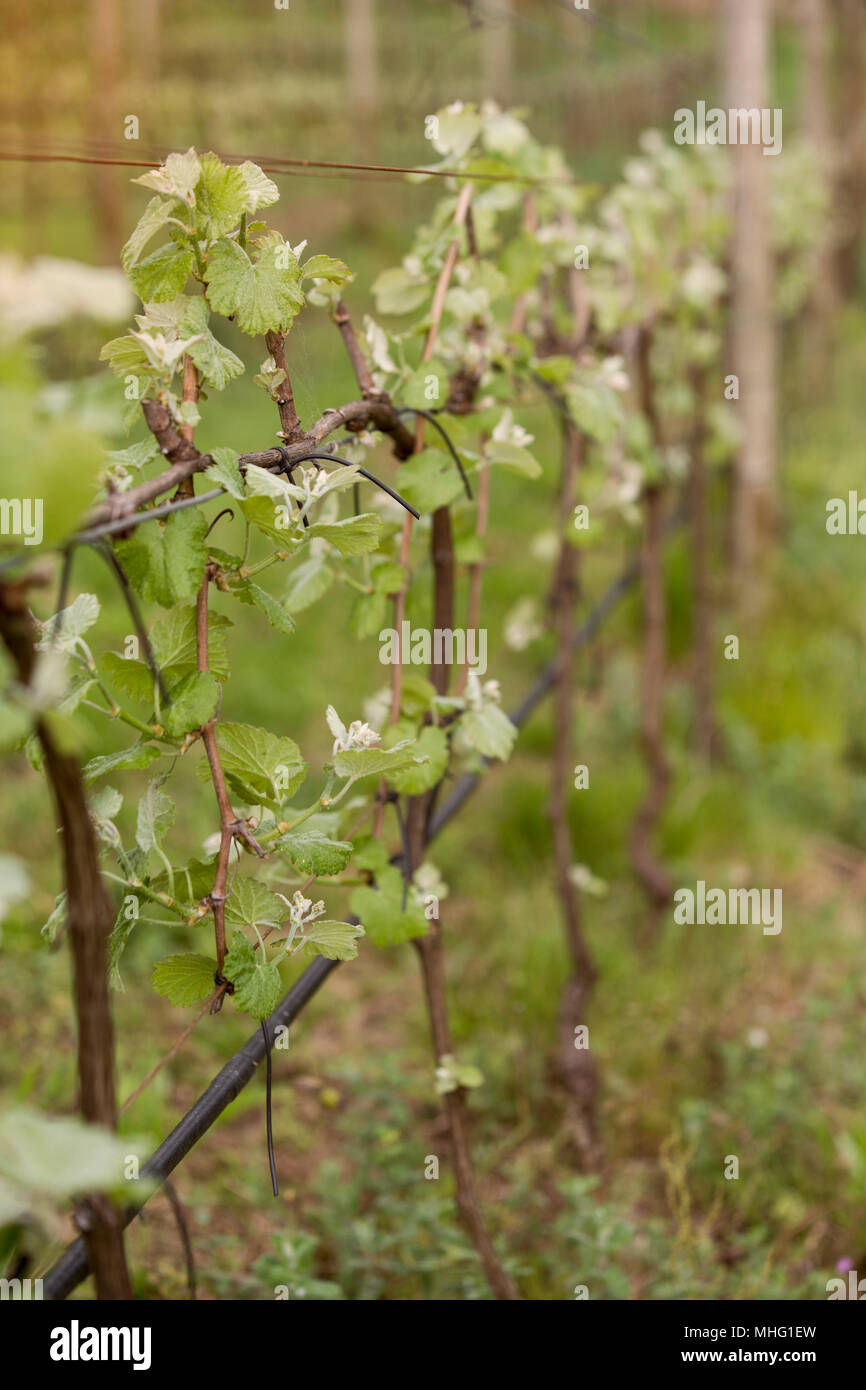 Green vine with small bunches of grapes Stock Photo - Alamy