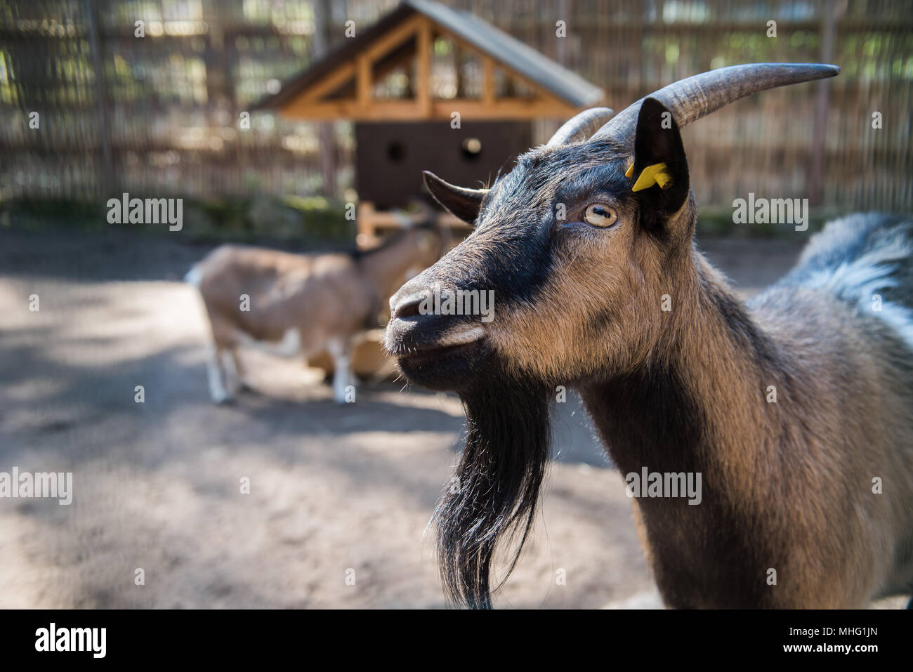 Domestic goat portrait in pen, Capra aegagrus hircus is a subspecies of ...