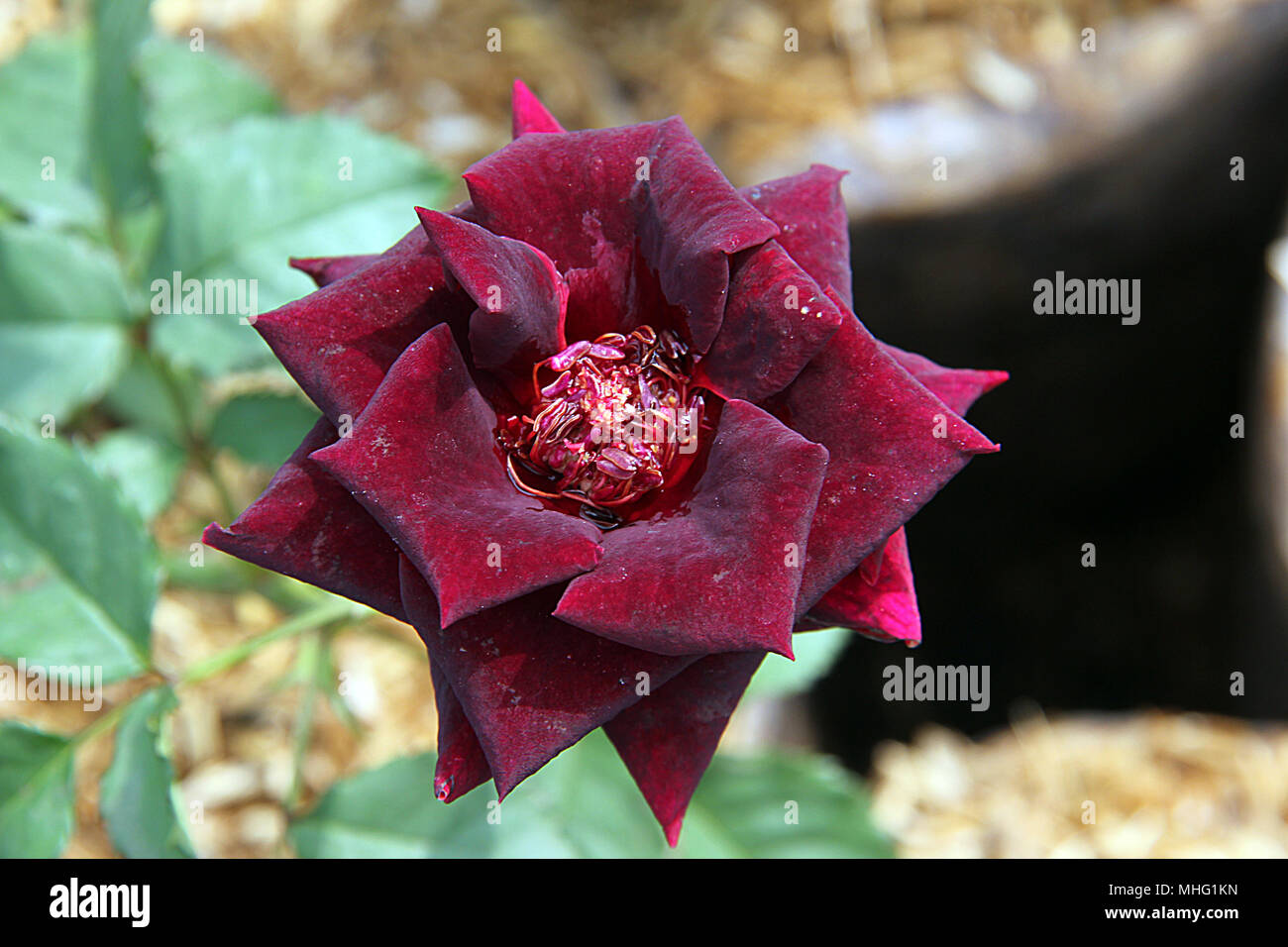 Hulthemia roses hi-res stock photography and images - Alamy