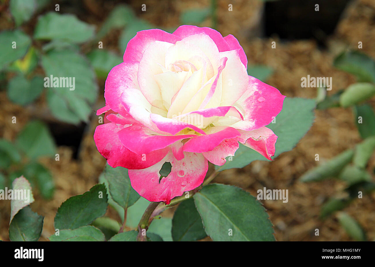 Hulthemia roses hi-res stock photography and images - Alamy