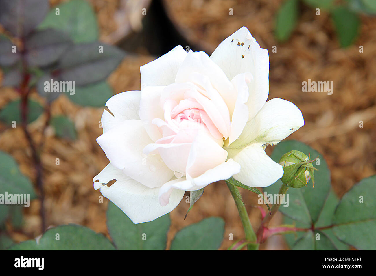 Unique display of flowers hi-res stock photography and images - Alamy