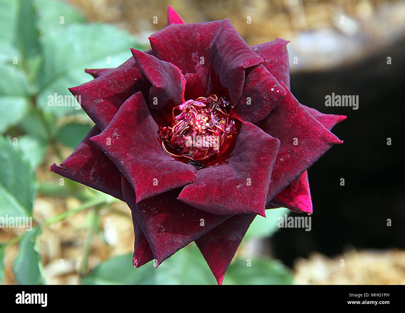 Hulthemia roses hi-res stock photography and images - Alamy