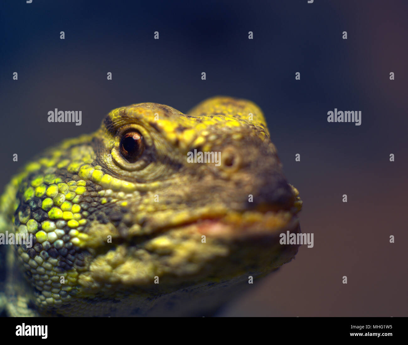 The african beauty snake hi-res stock photography and images - Alamy