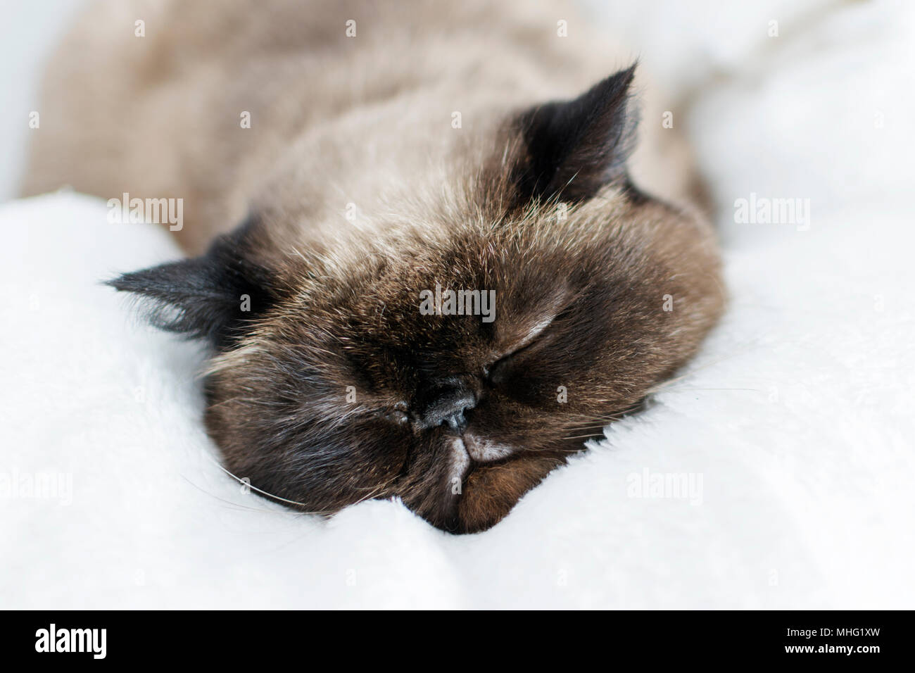 Exotic Siamese cat sleeping on bed. Close-up Stock Photo - Alamy