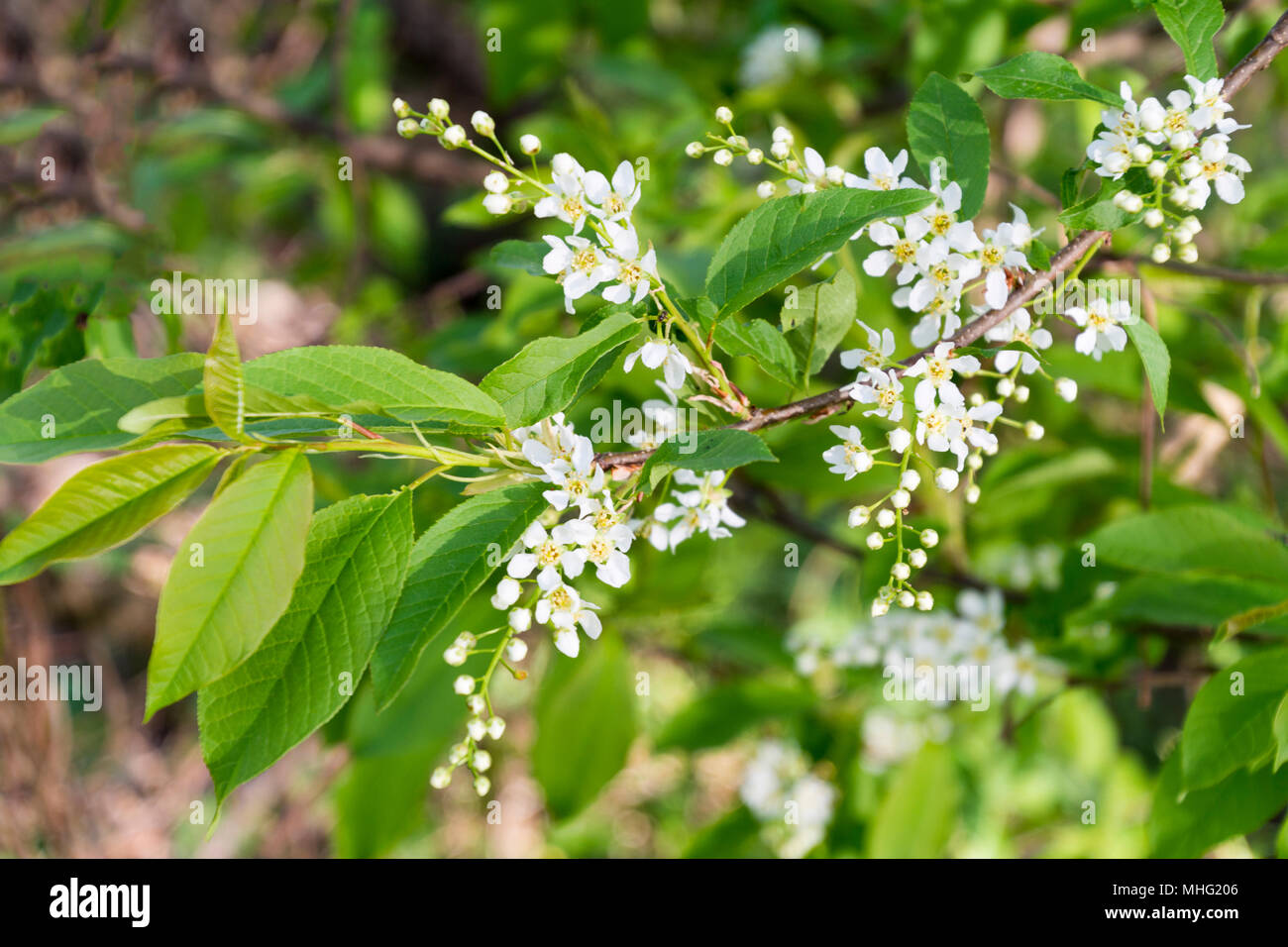 Bird cherry closeup. Bird-cherry tree in spring Stock Photo - Alamy