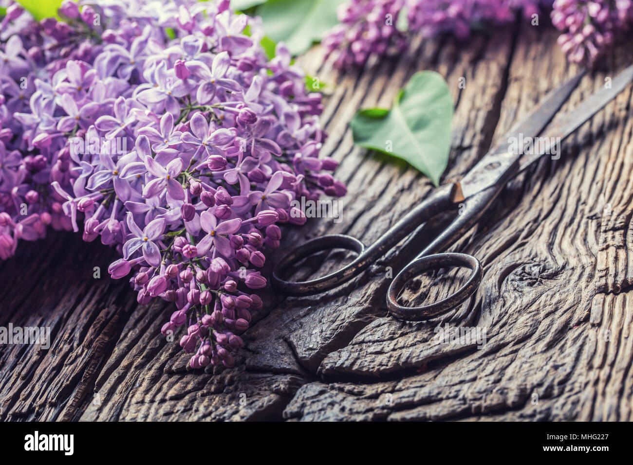 Antique scissors hi-res stock photography and images - Alamy