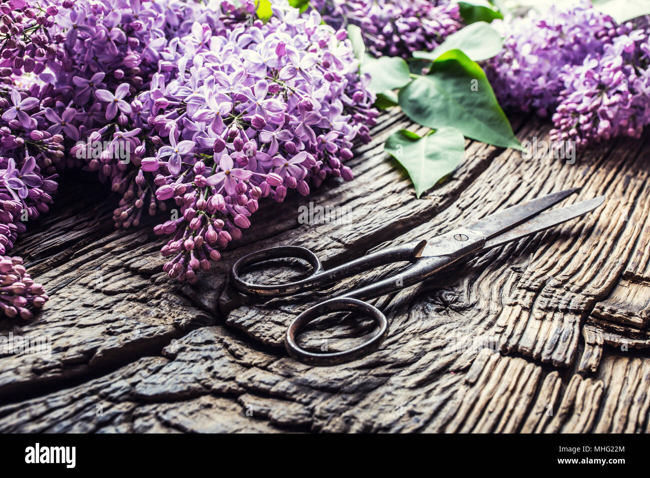 Bouquet of purple lilac and antique scissors on old wooden table Stock ...