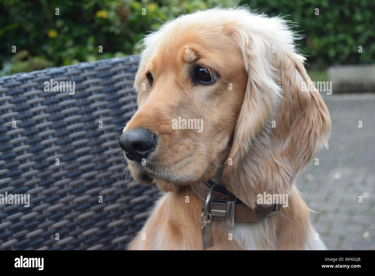 cocker spaniel posing in a garden Stock Photo - Alamy