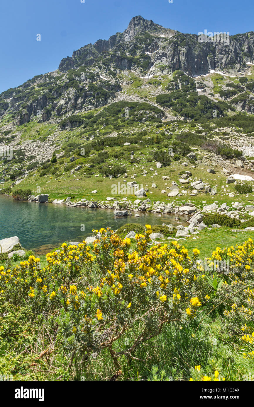Landscape with Yellow Flowers and Dzhangal peak, Pirin Mountain ...