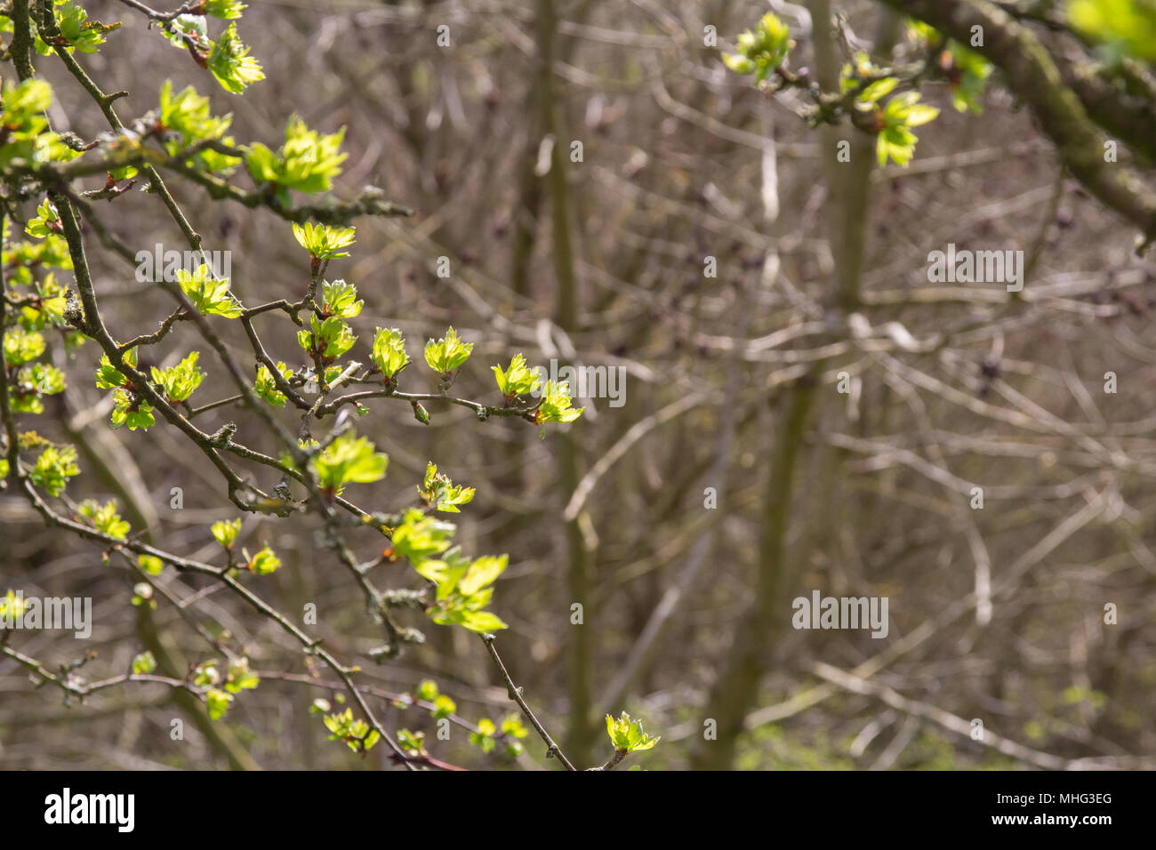 New hawthorn leaves hi-res stock photography and images - Alamy