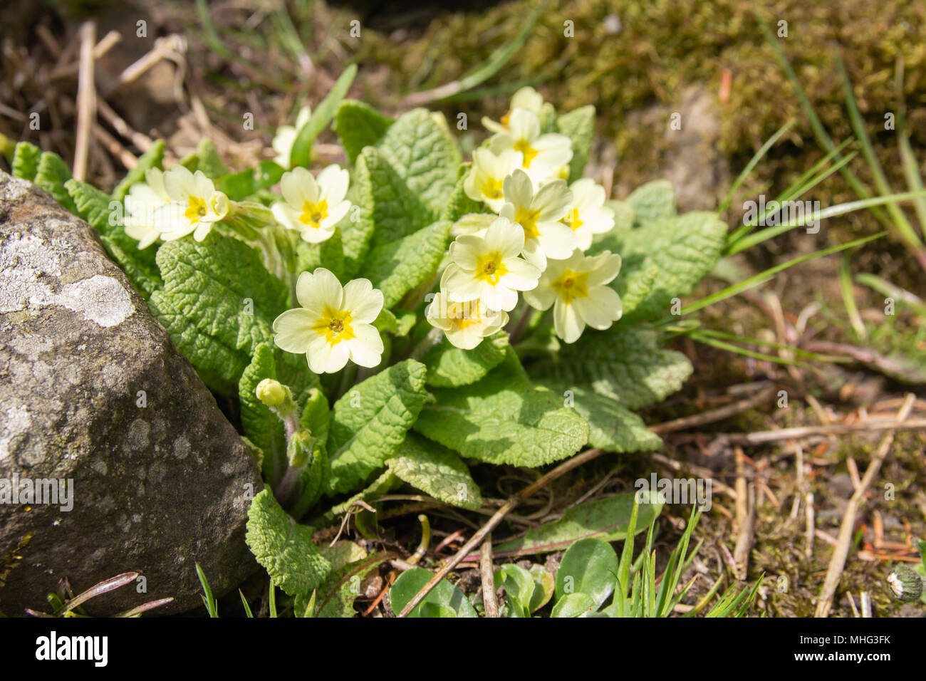 Bunch of primroses hi-res stock photography and images - Alamy