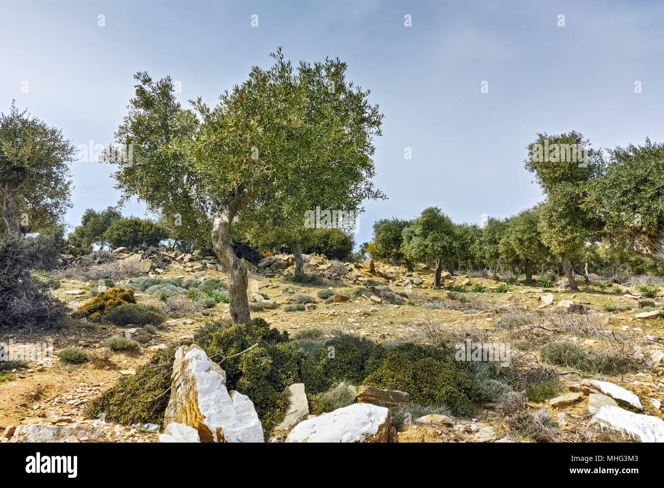 Olive Trees Greece High Resolution Stock Photography and Images - Alamy