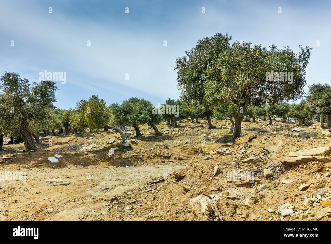 Olive Trees Greece High Resolution Stock Photography and Images - Alamy