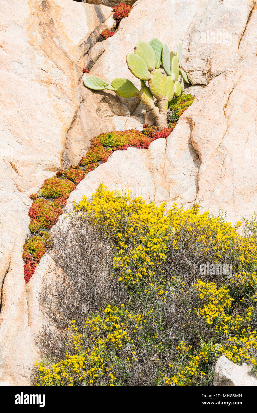 Rock cactus hi-res stock photography and images - Alamy