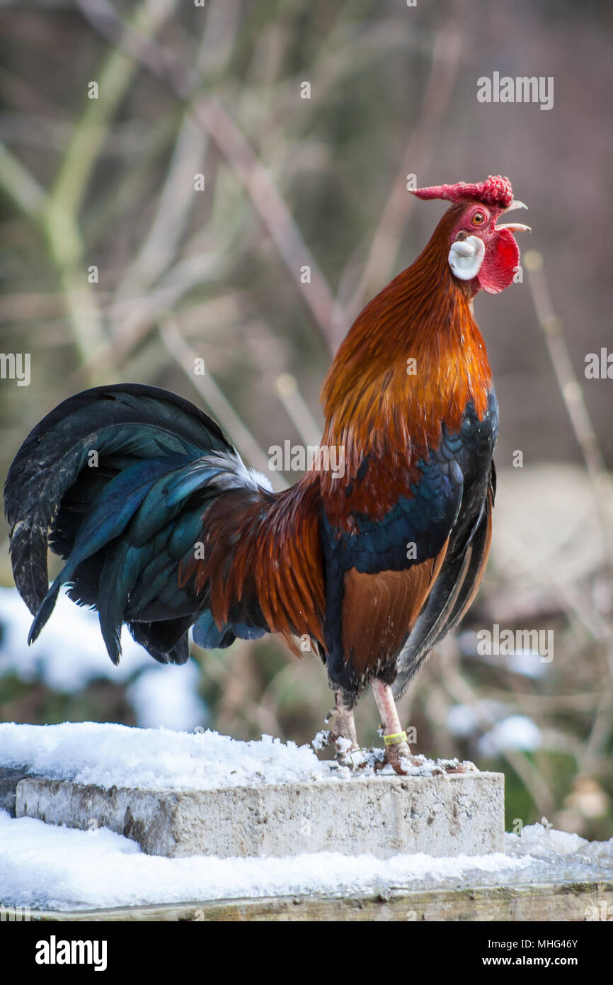 Colorful Bantam rooster crowing on a farmstead Stock Photo - Alamy