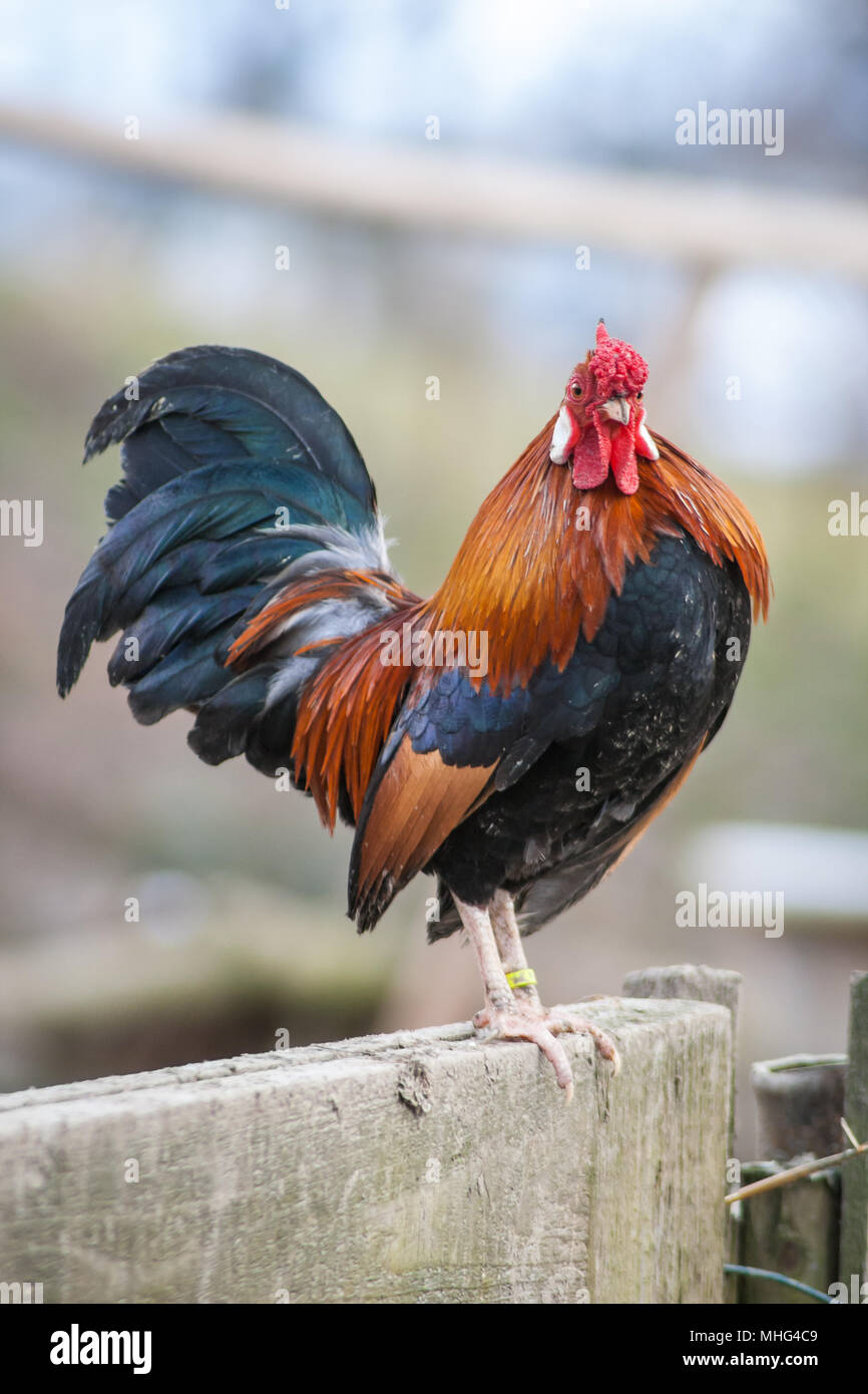 Colorful Bantam rooster crowing on a farmstead Stock Photo - Alamy