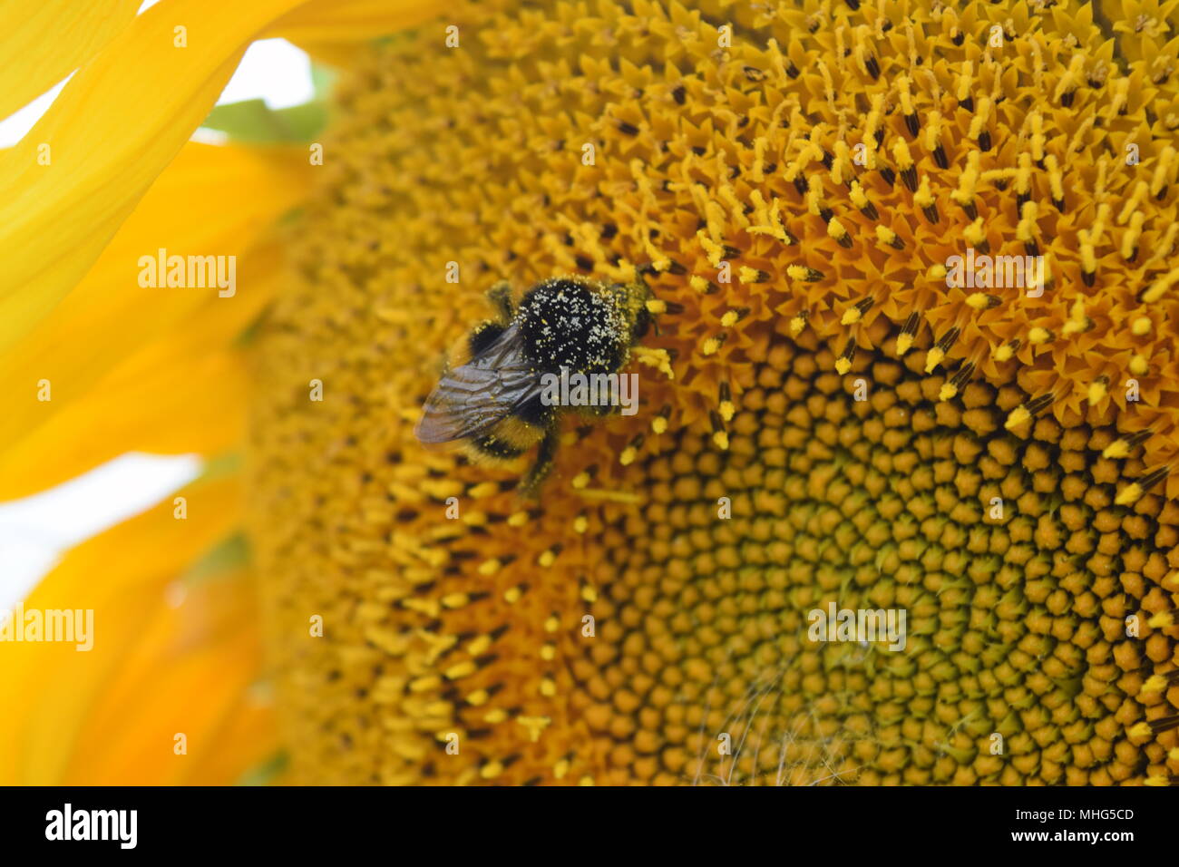 Closeup bee hi-res stock photography and images - Alamy