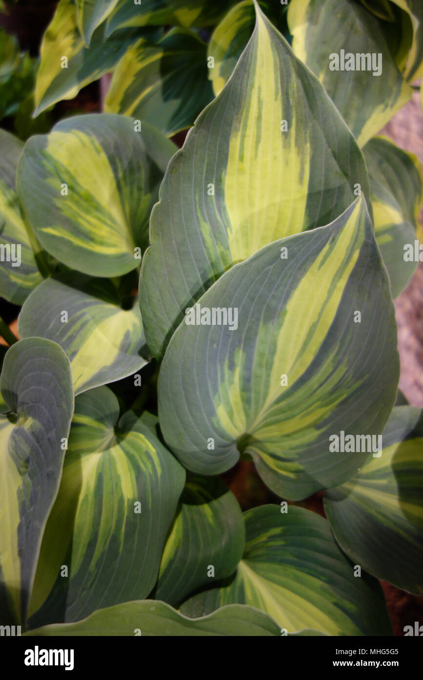 Hosta 'Forbidden Fruit'' on Display at Harrogate Spring Flower Show ...