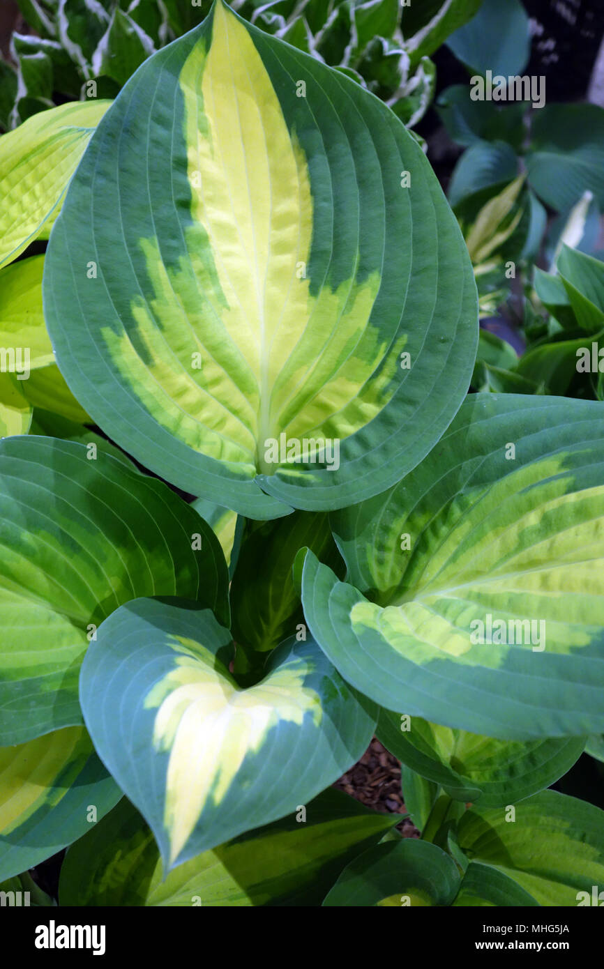 Hosta 'Dinner Jacket'' on Display at Harrogate Spring Flower Show ...