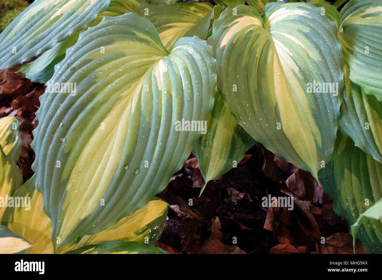Close up of 'War Paint' Hosta Leaves with Water Droplets on Display at ...