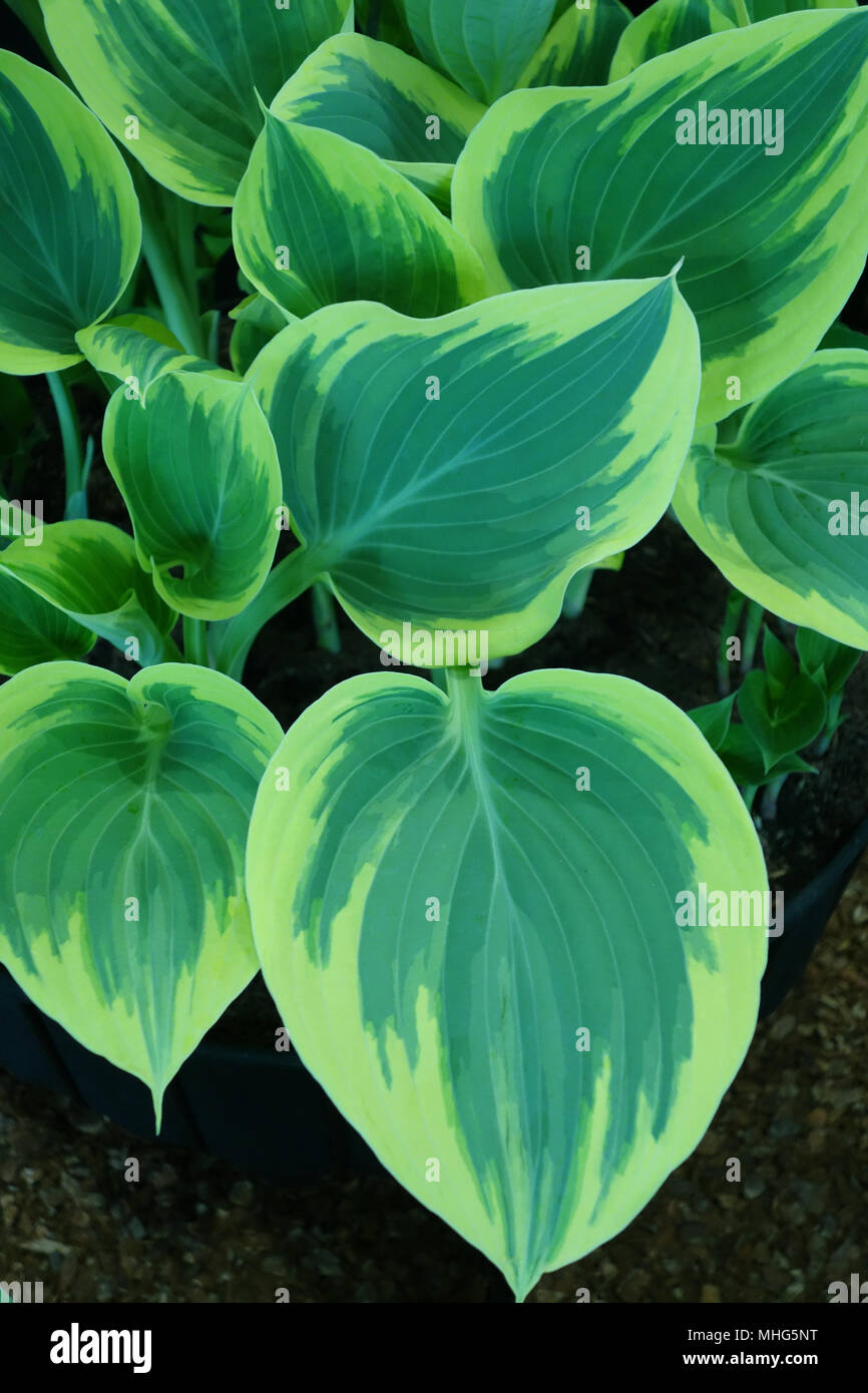 Hosta 'Liberty' on Display at Harrogate Spring Flower Show. Yorkshire ...