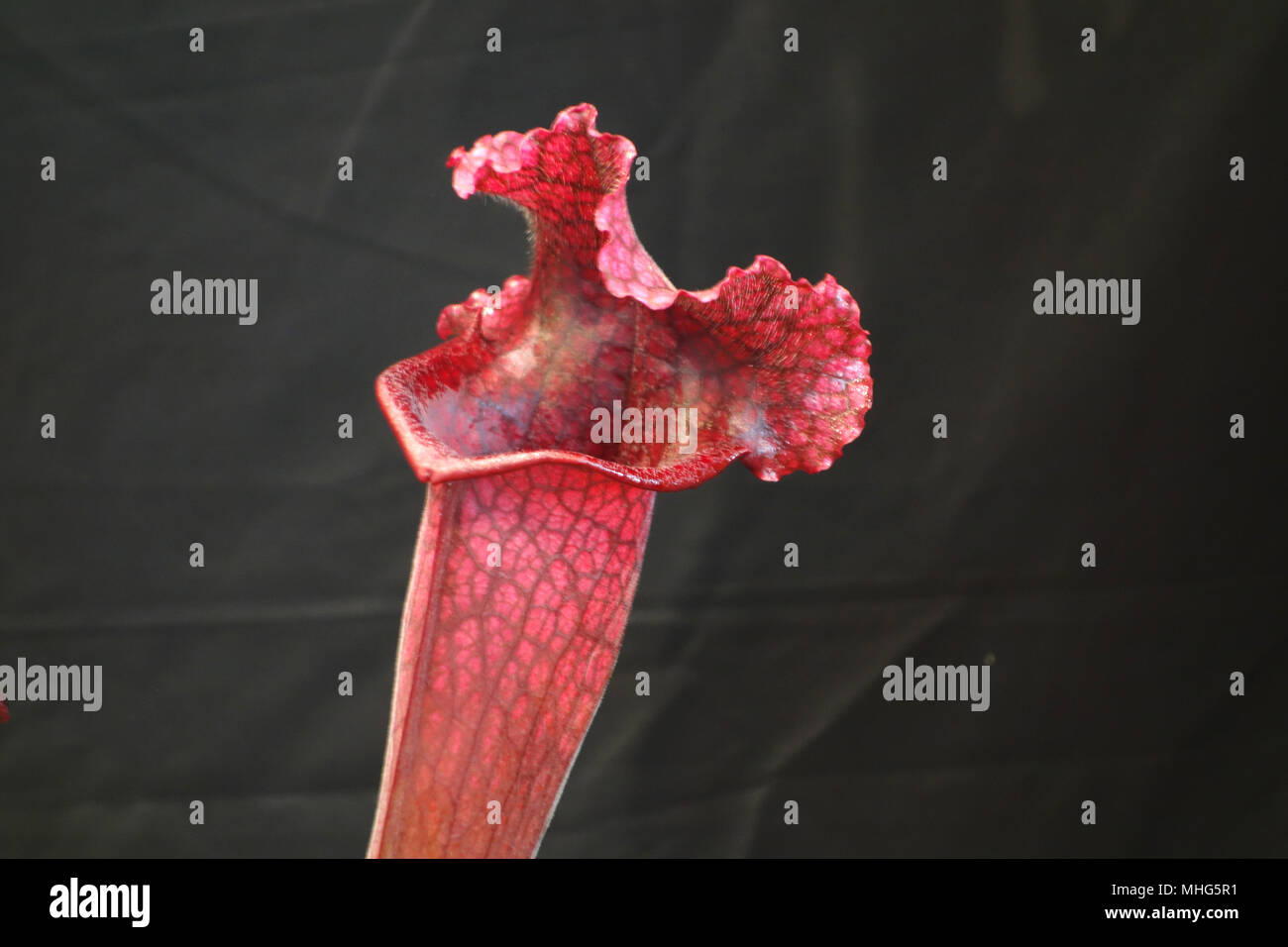 Sarracenia "juthatip soper" Carnivorous Pitcher Plant on Display at ...