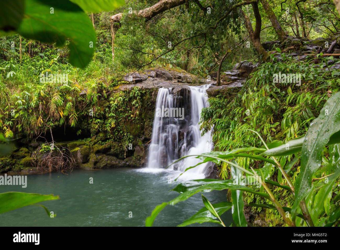Rain pouring rainforest hi-res stock photography and images - Alamy