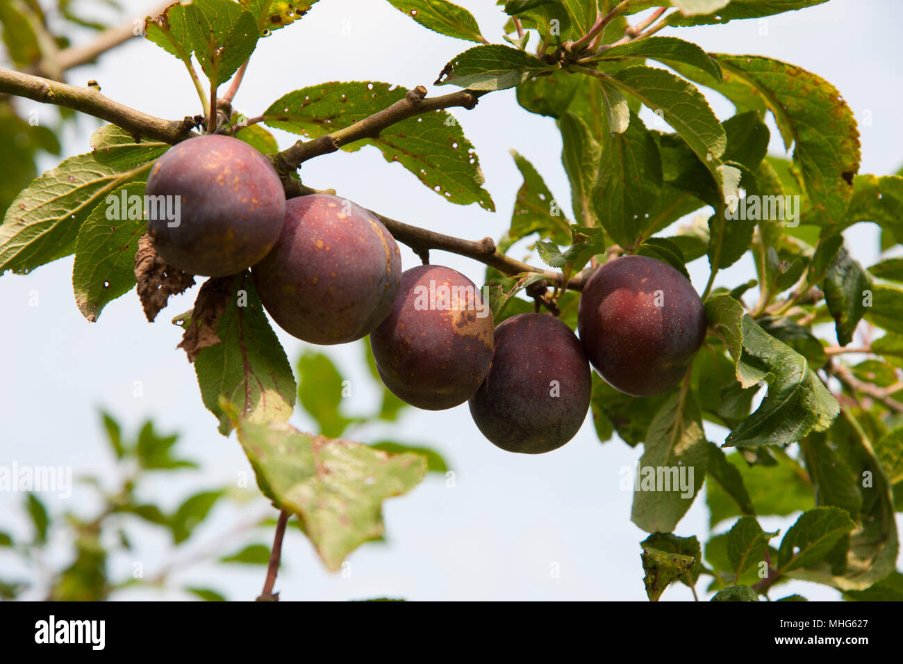 Tree with fresh plums Stock Photo - Alamy