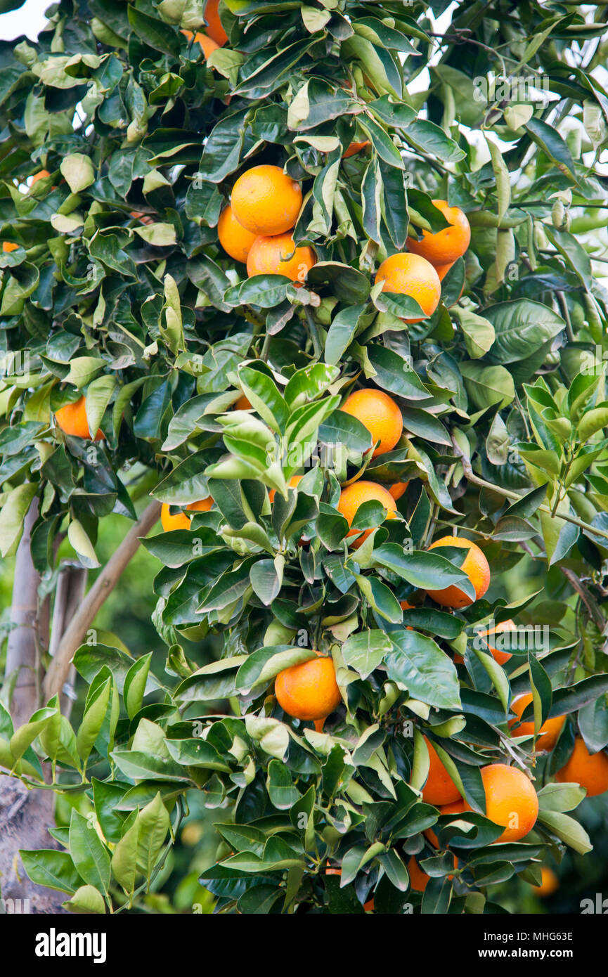 Tree growing fresh oranges Stock Photo - Alamy