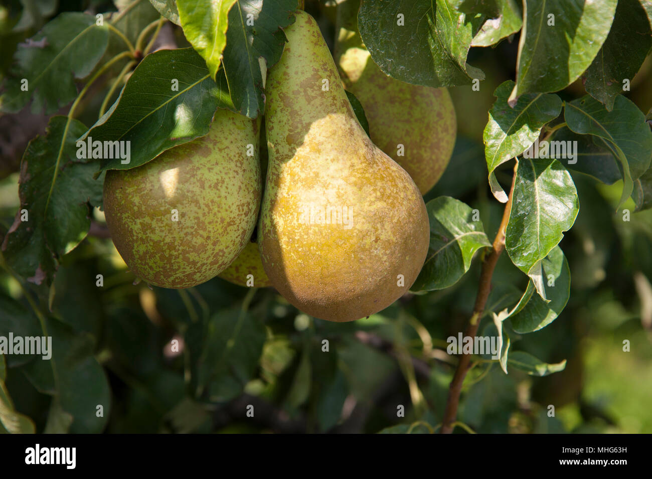 Fresh green pears hi-res stock photography and images - Alamy