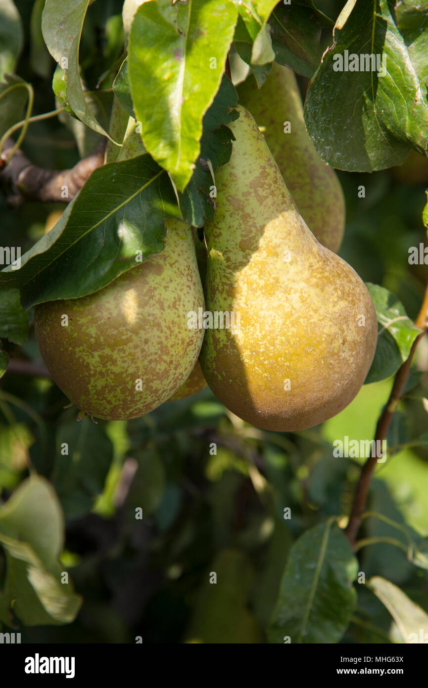 Fresh green pears hi-res stock photography and images - Alamy