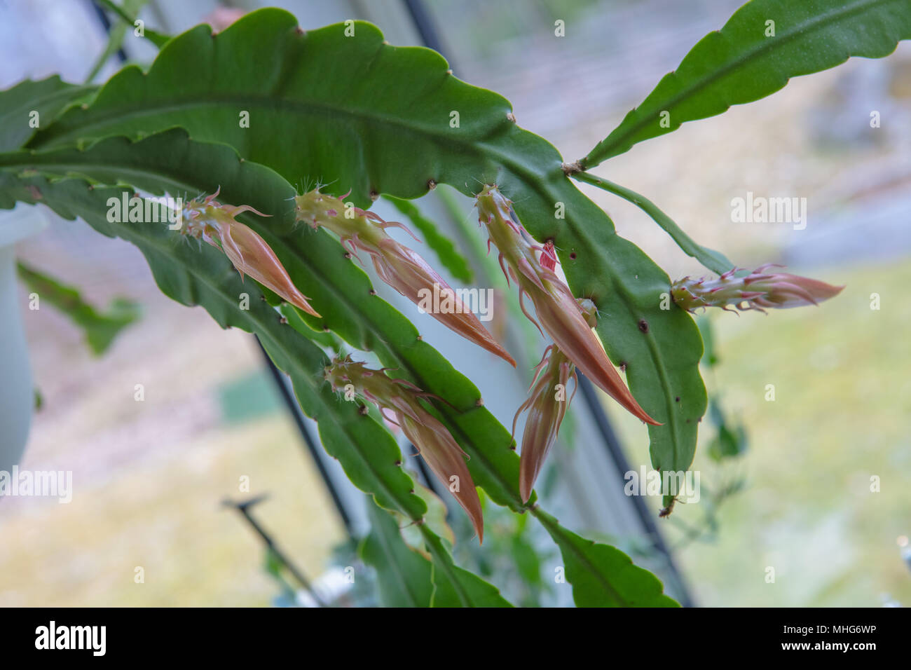 'Philippe Soulier' Leaf Cactus, Bladkaktus (Epiphyllum Stock Photo - Alamy