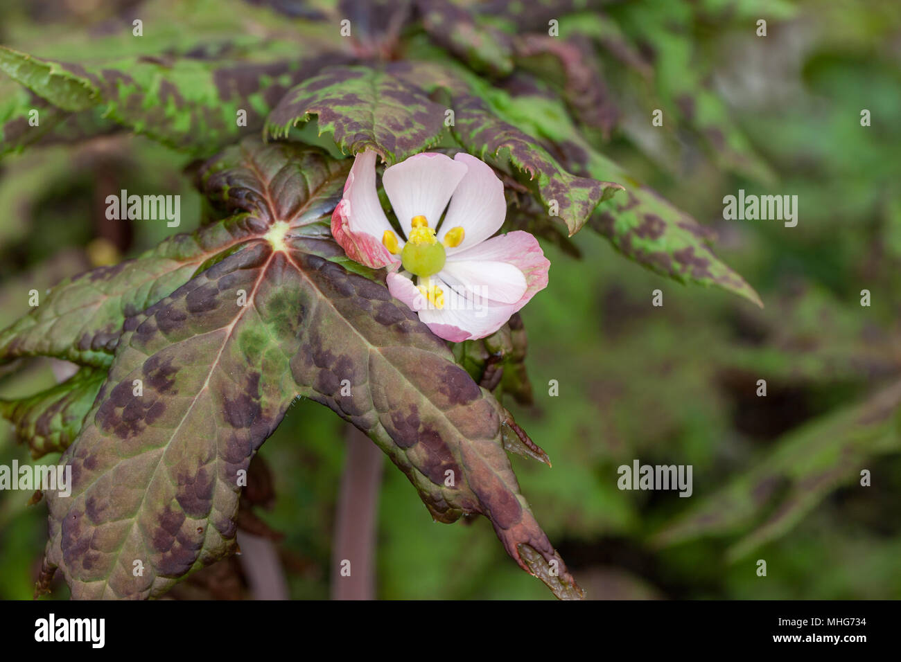 Himalayan May Apple, Kinesisk fotblad (Podophyllum hexandrum var ...