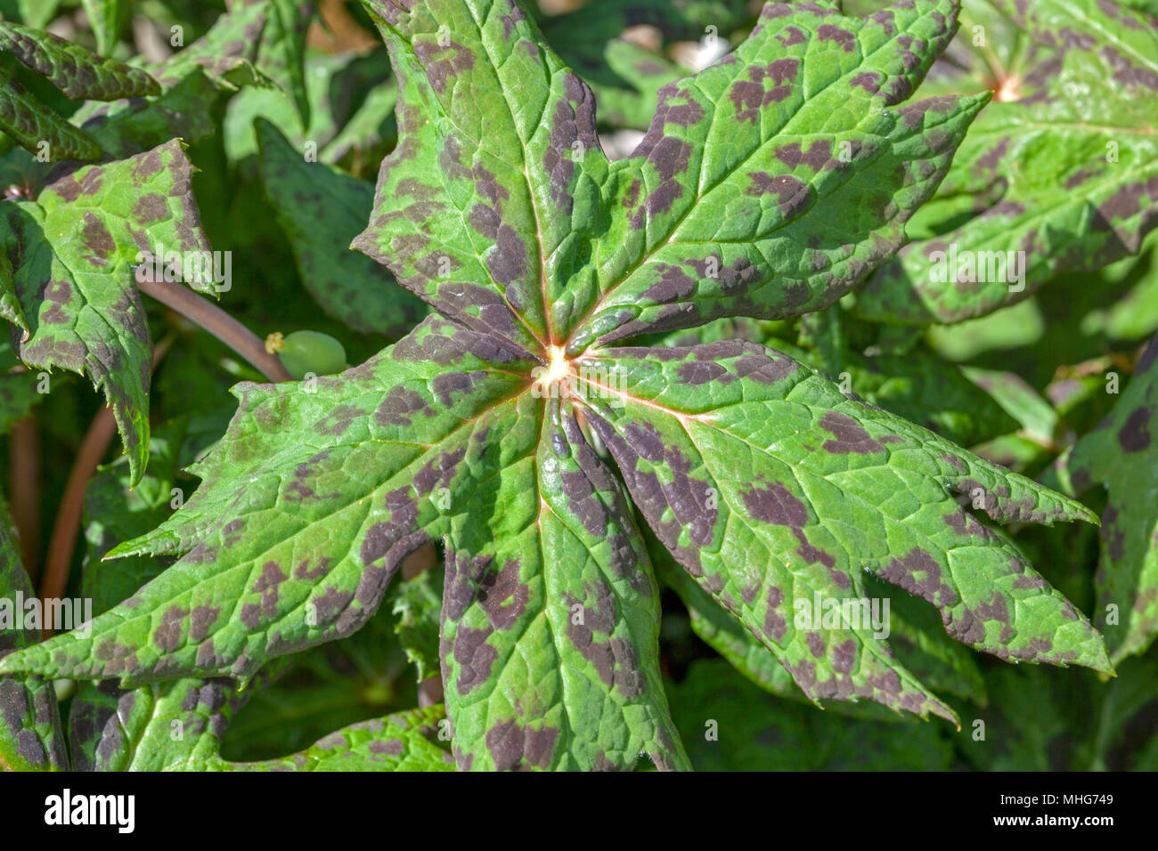 Himalayan May Apple, Kinesisk fotblad (Podophyllum hexandrum var ...