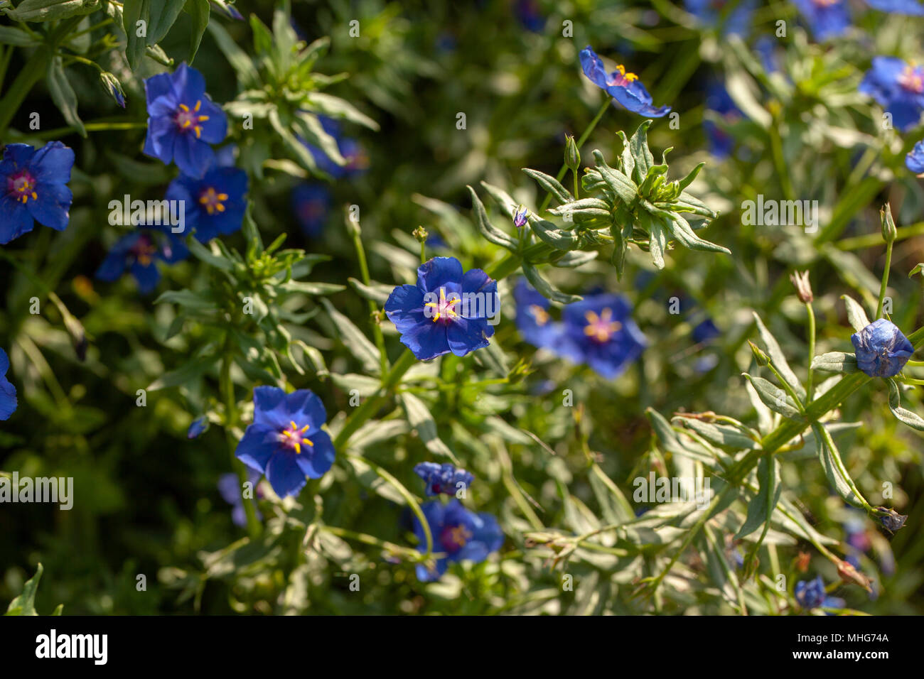 Blue pimpernel, Praktmire (Anagallis monelli Stock Photo - Alamy